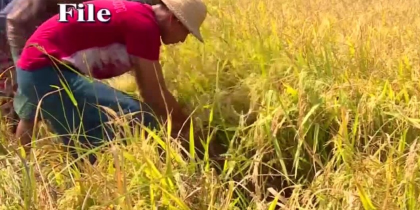 Rice Distribution: Over 50,000 rice bags from Pyapondistributed daily | Myanmar International TV